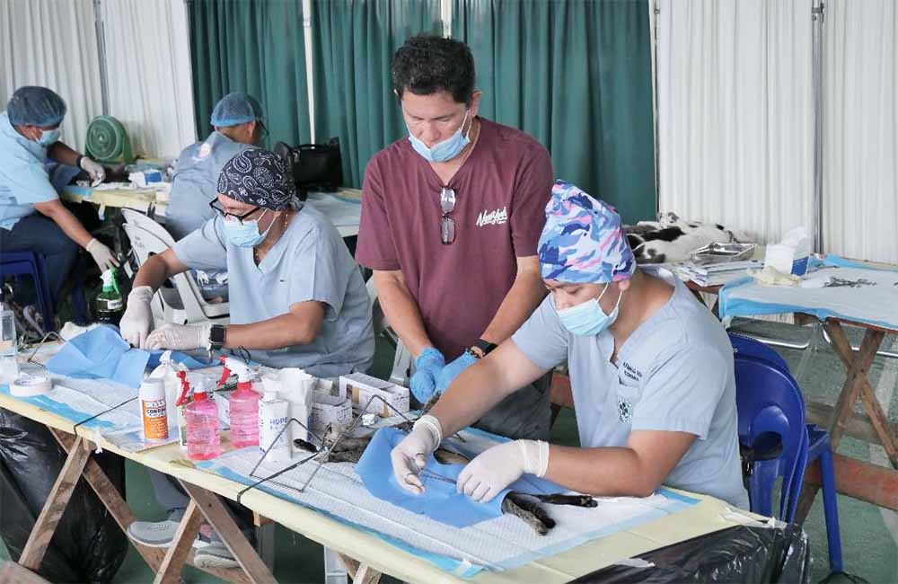 NLEX launches ‘I Care for Strays’ program in Bulacan - Unli News